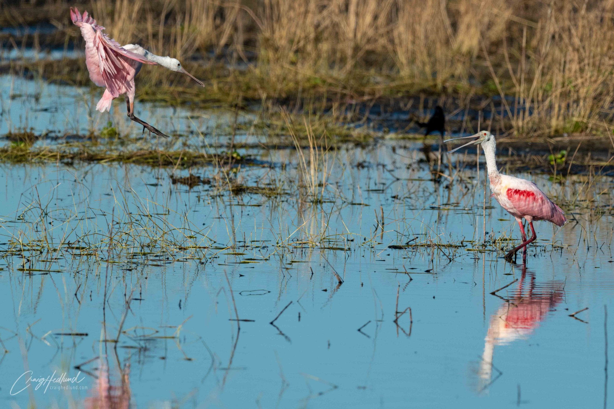 Herons and Wading Birds – Wildlife Photography with an emphasis on Birds