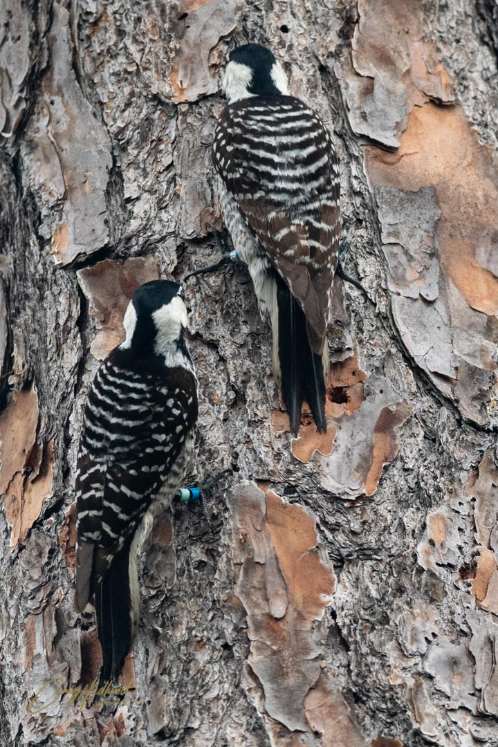 Woodpeckers – Wildlife Photography with an emphasis on Birds