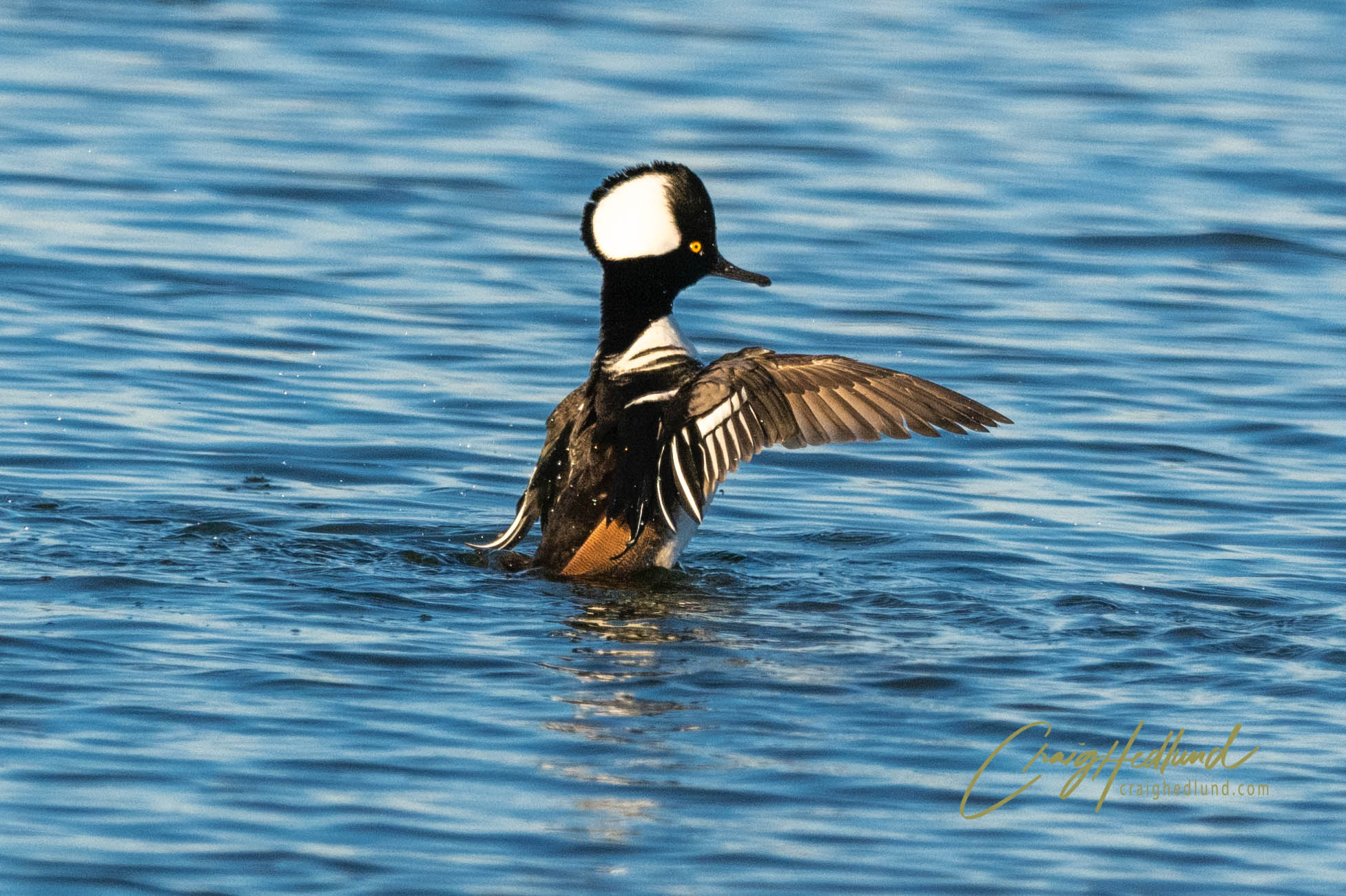 Ducks, geese and swans – Wildlife Photography with an emphasis on Birds