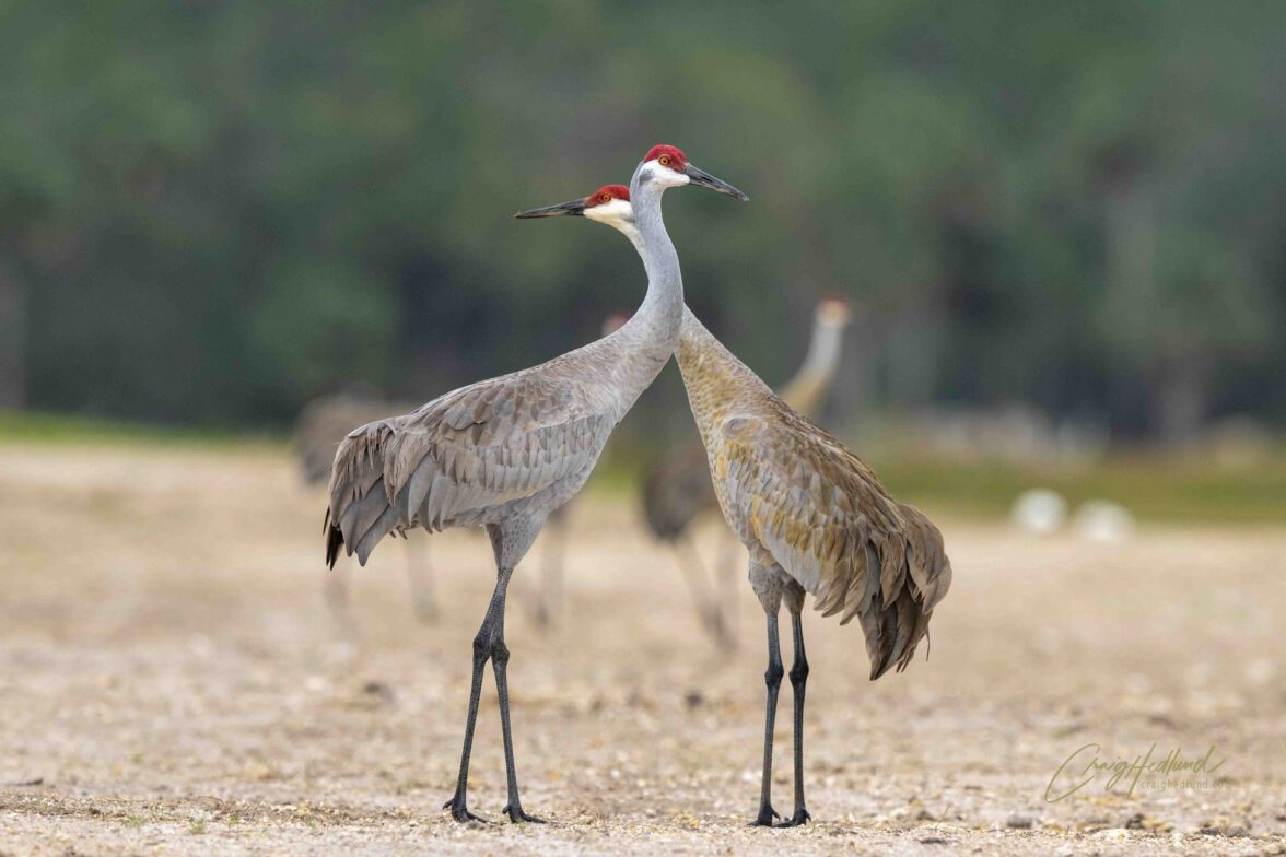 Cranes and Rails – Wildlife Photography with an emphasis on Birds