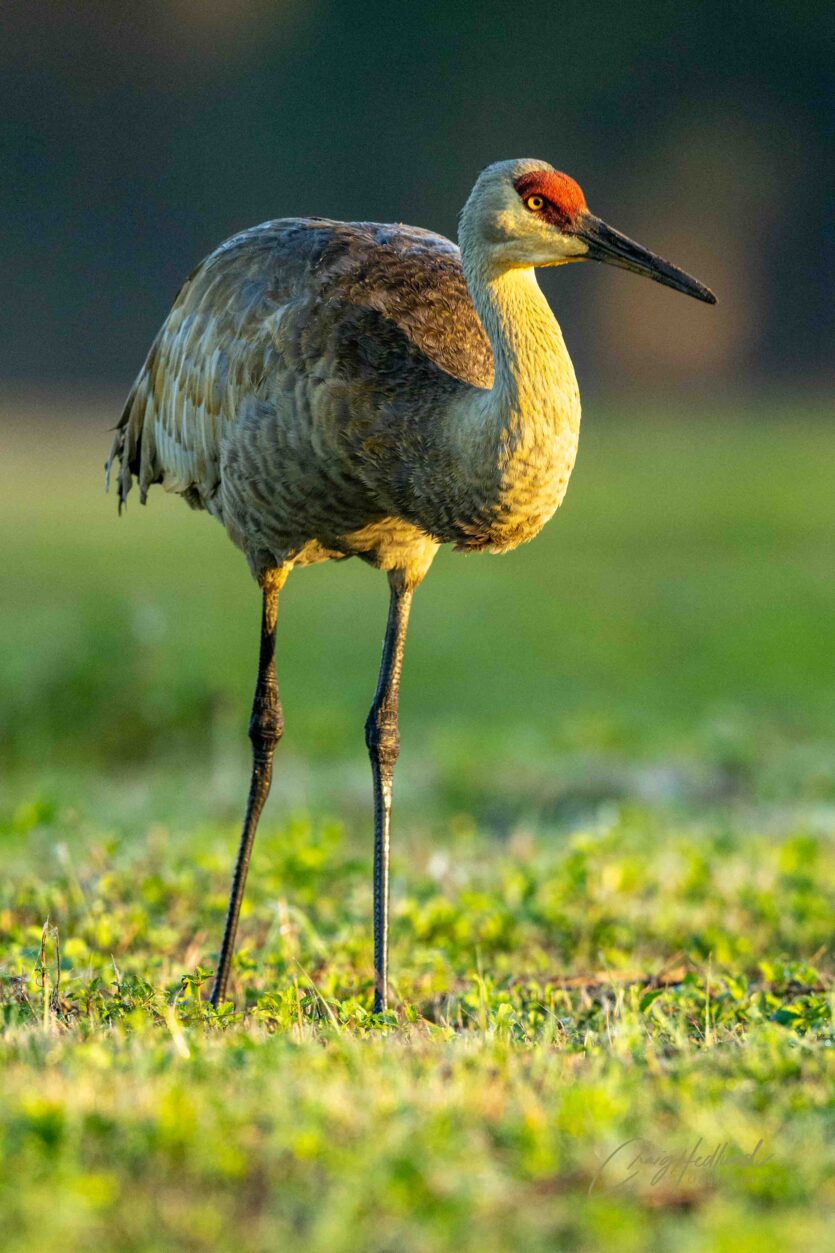 Cranes and Rails – Wildlife Photography with an emphasis on Birds