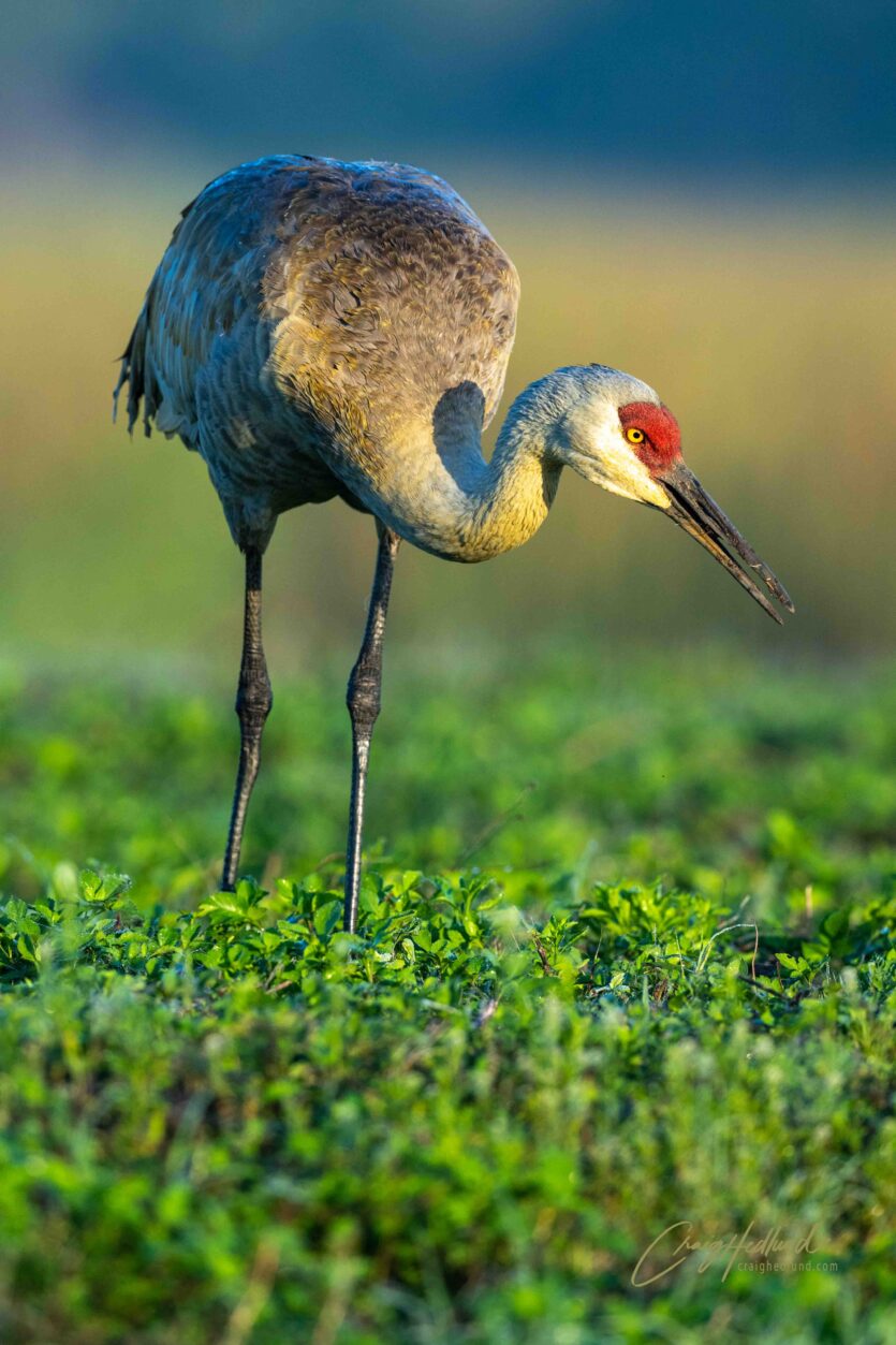 Cranes and Rails – Wildlife Photography with an emphasis on Birds