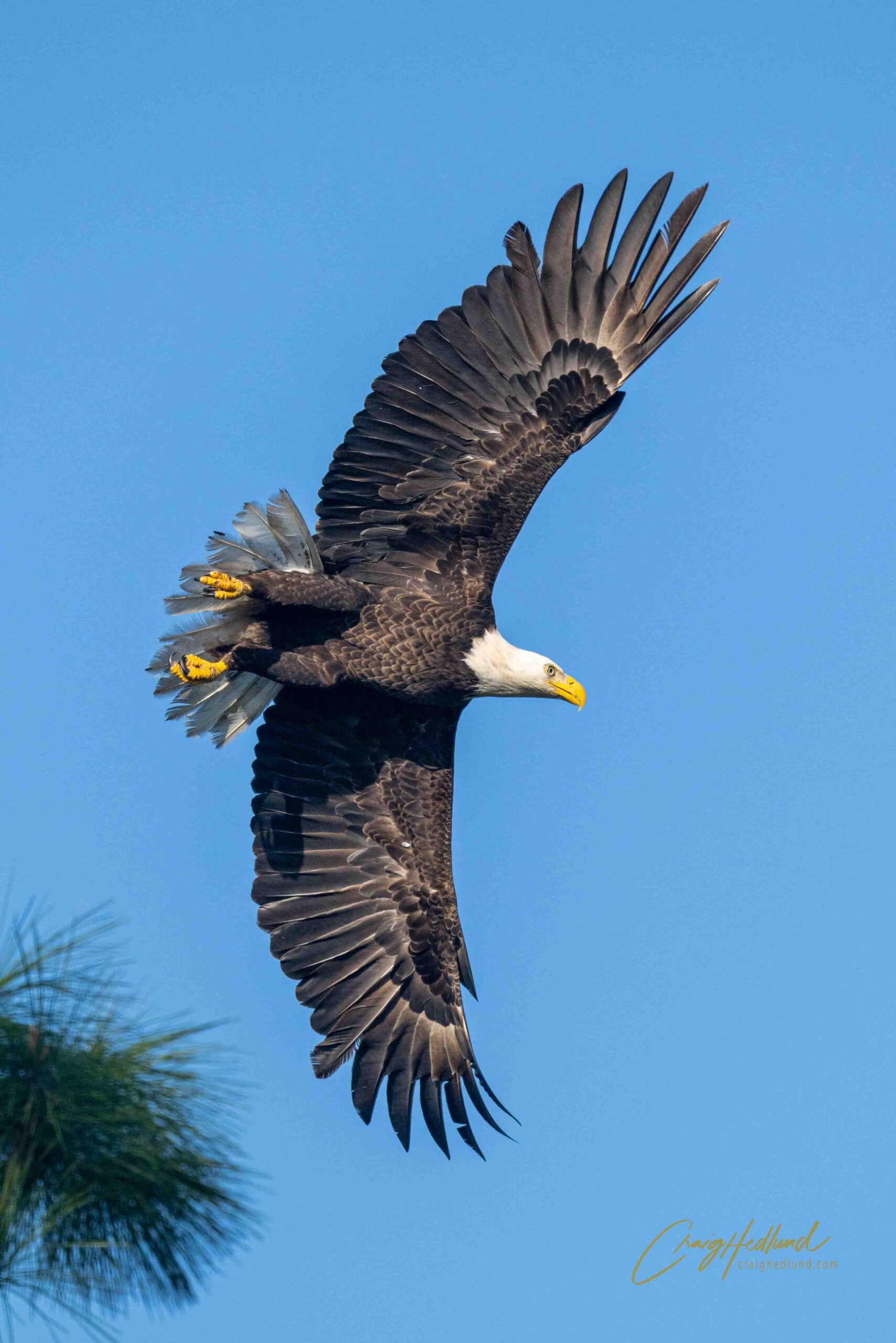 Wildlife Photography with an emphasis on Birds – Navigation Menu