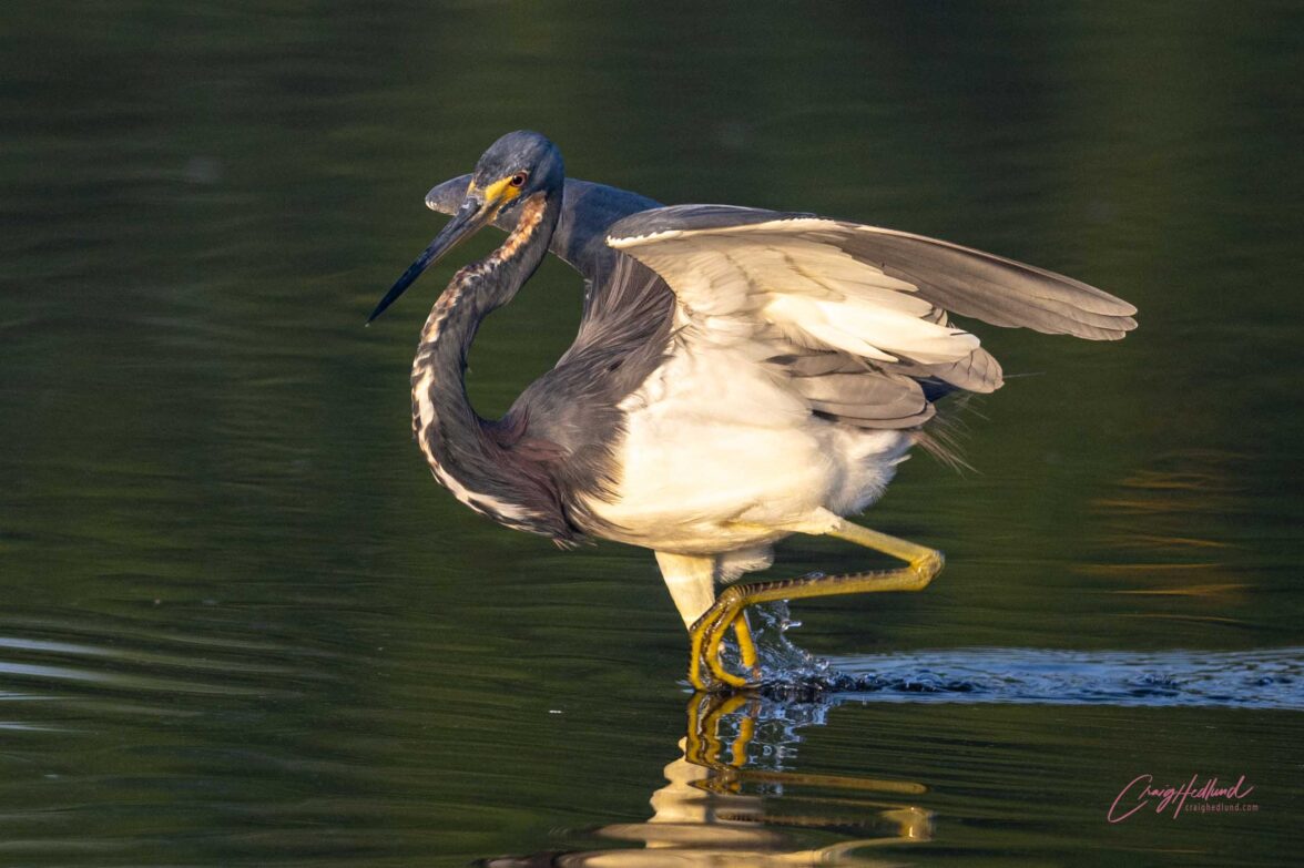 Herons, Ibis, Anhinga, Storks and Bitterns – Wildlife Photography with ...