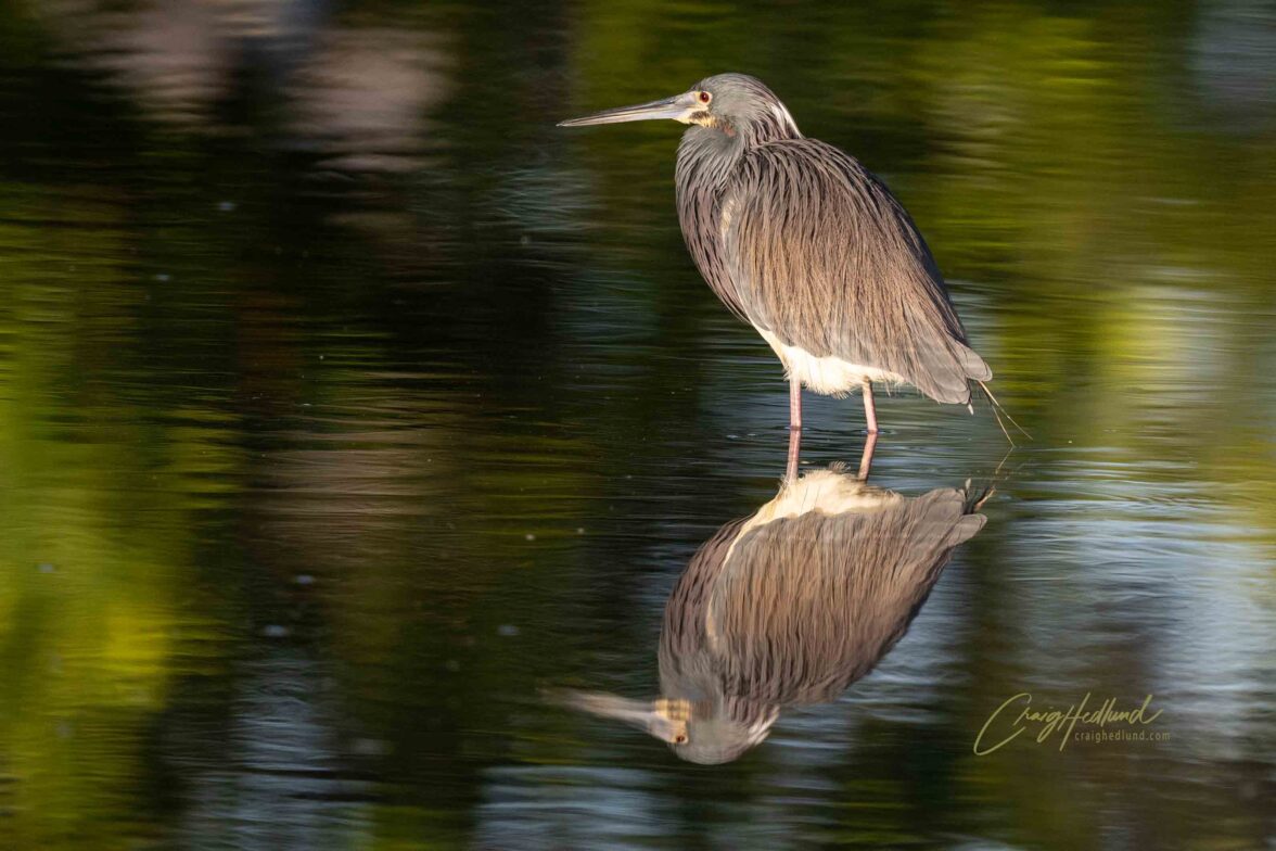 Herons, Ibis, Anhinga, Storks and Bitterns – Wildlife Photography with ...