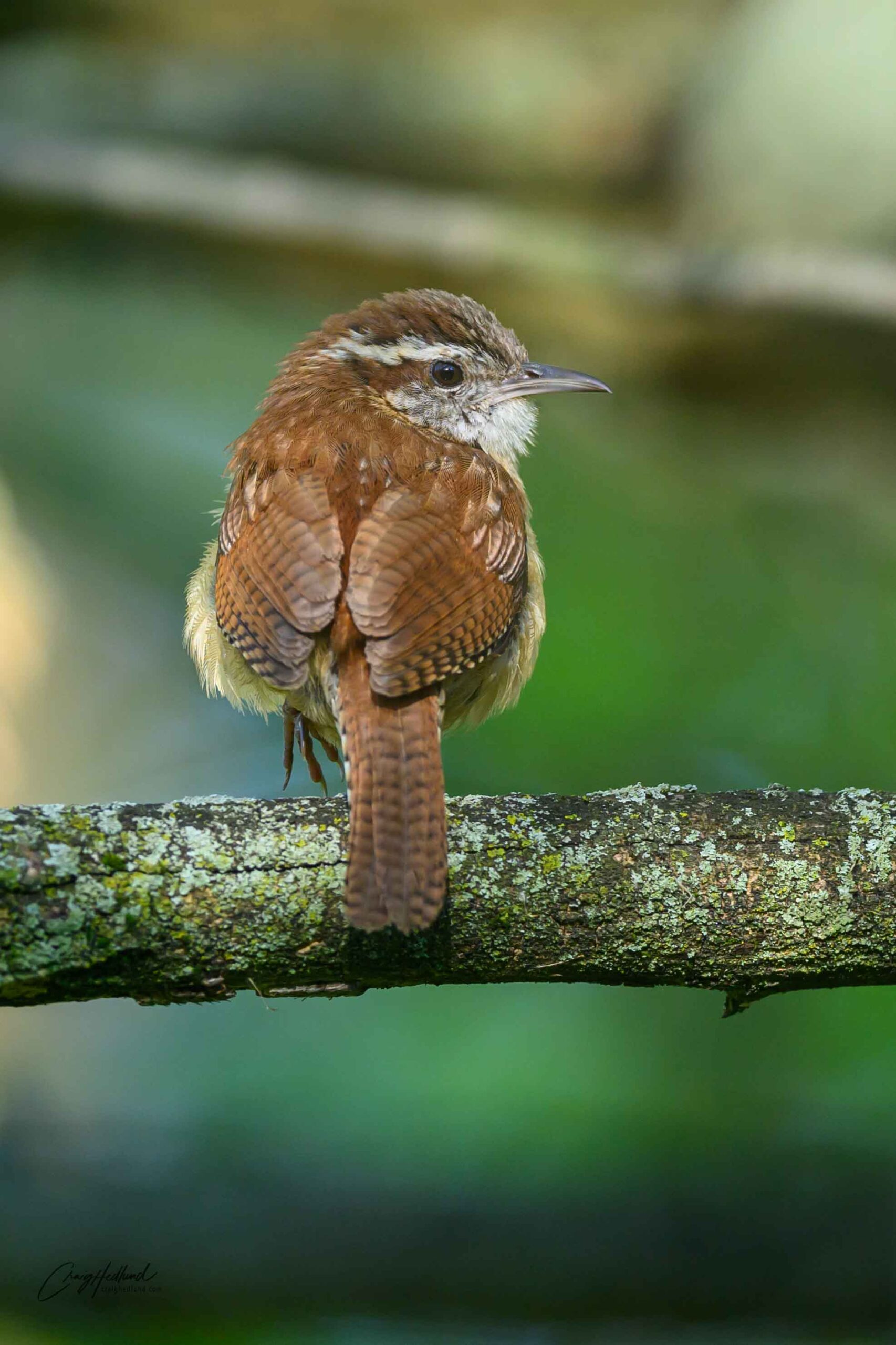 Wrens and Creepers – Wildlife Photography with an emphasis on Birds