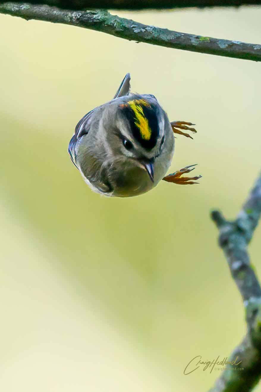 Kinglets – Wildlife Photography with an emphasis on Birds