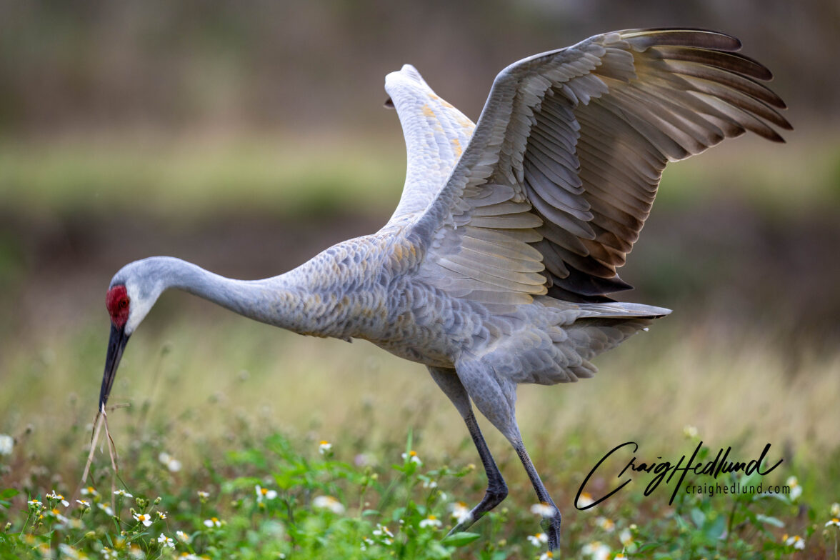 Cranes and Rails – Wildlife Photography with an emphasis on Birds