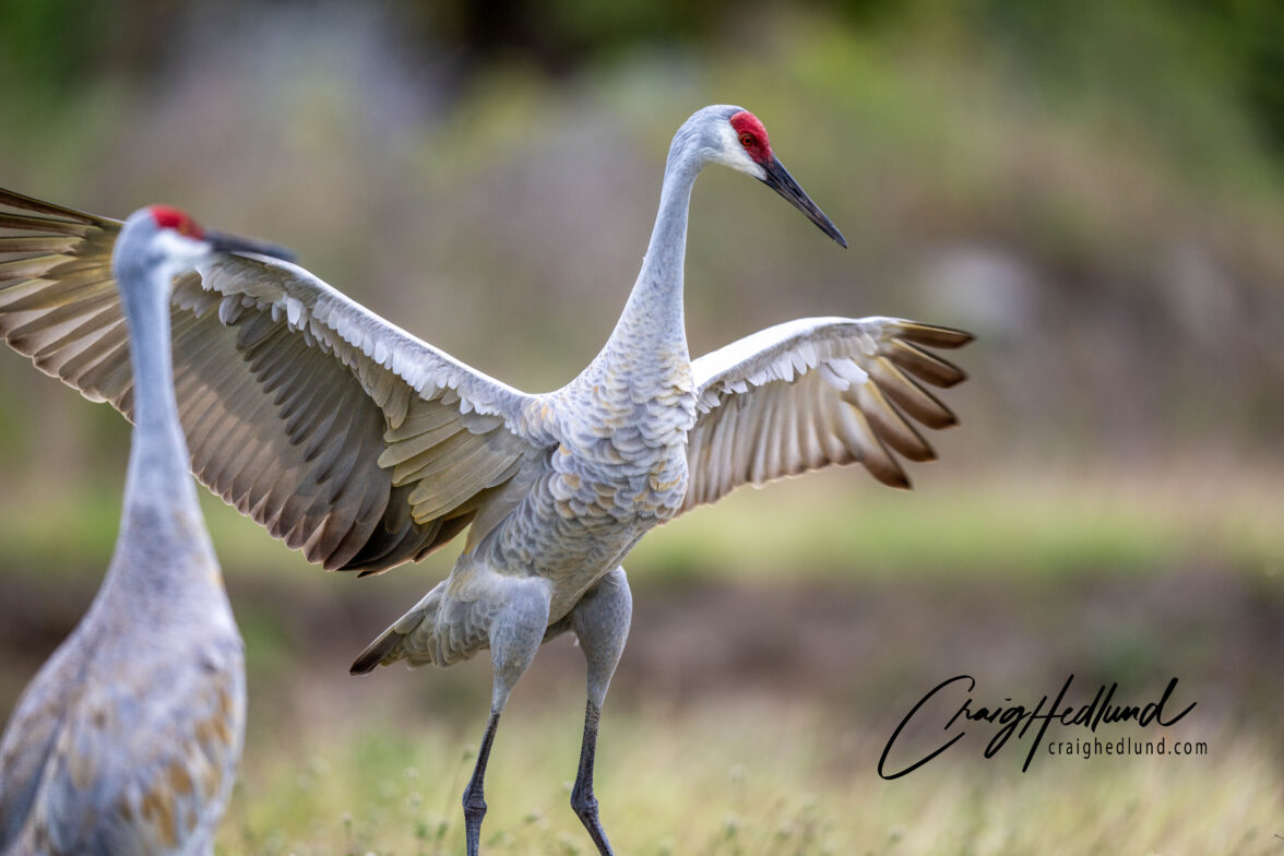 Cranes and Rails – Wildlife Photography with an emphasis on Birds