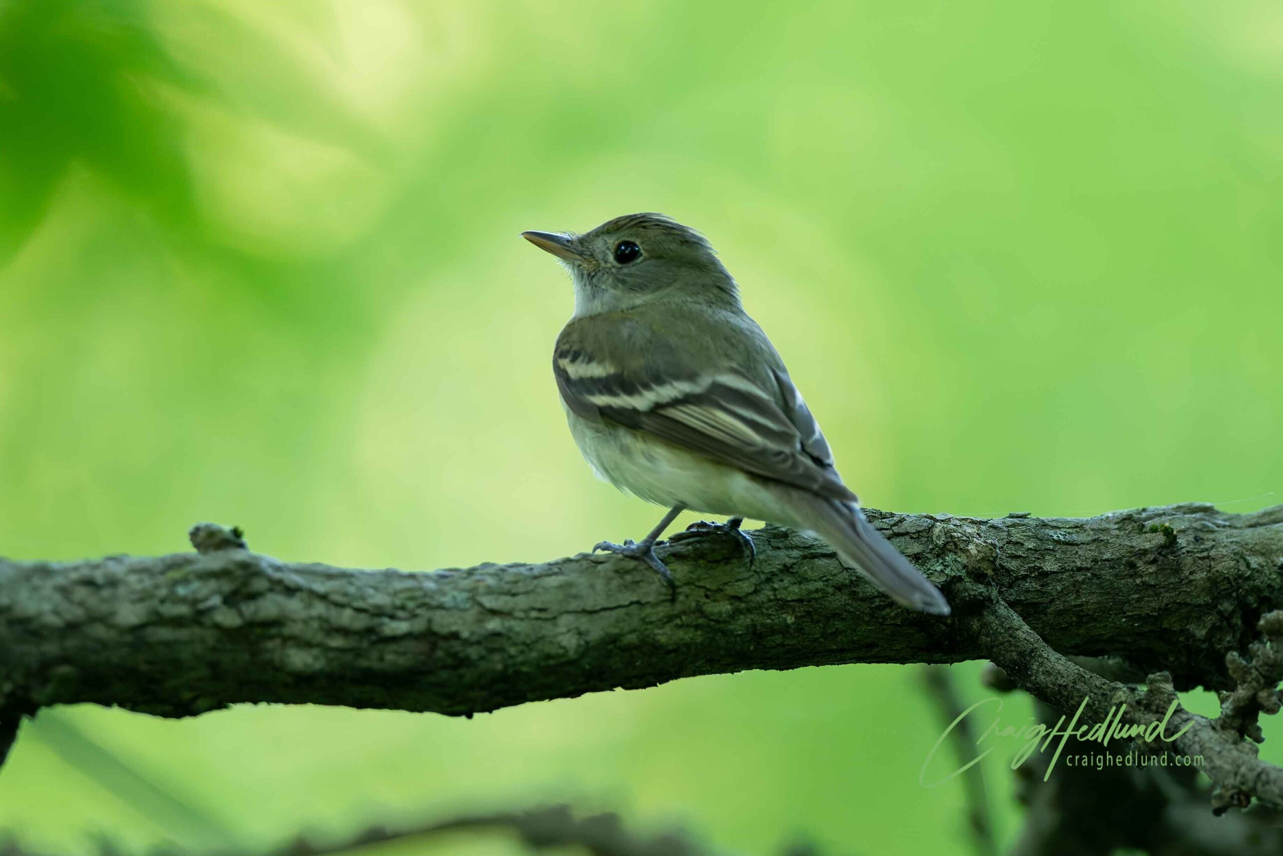 Flycatchers – Wildlife Photography with an emphasis on Birds