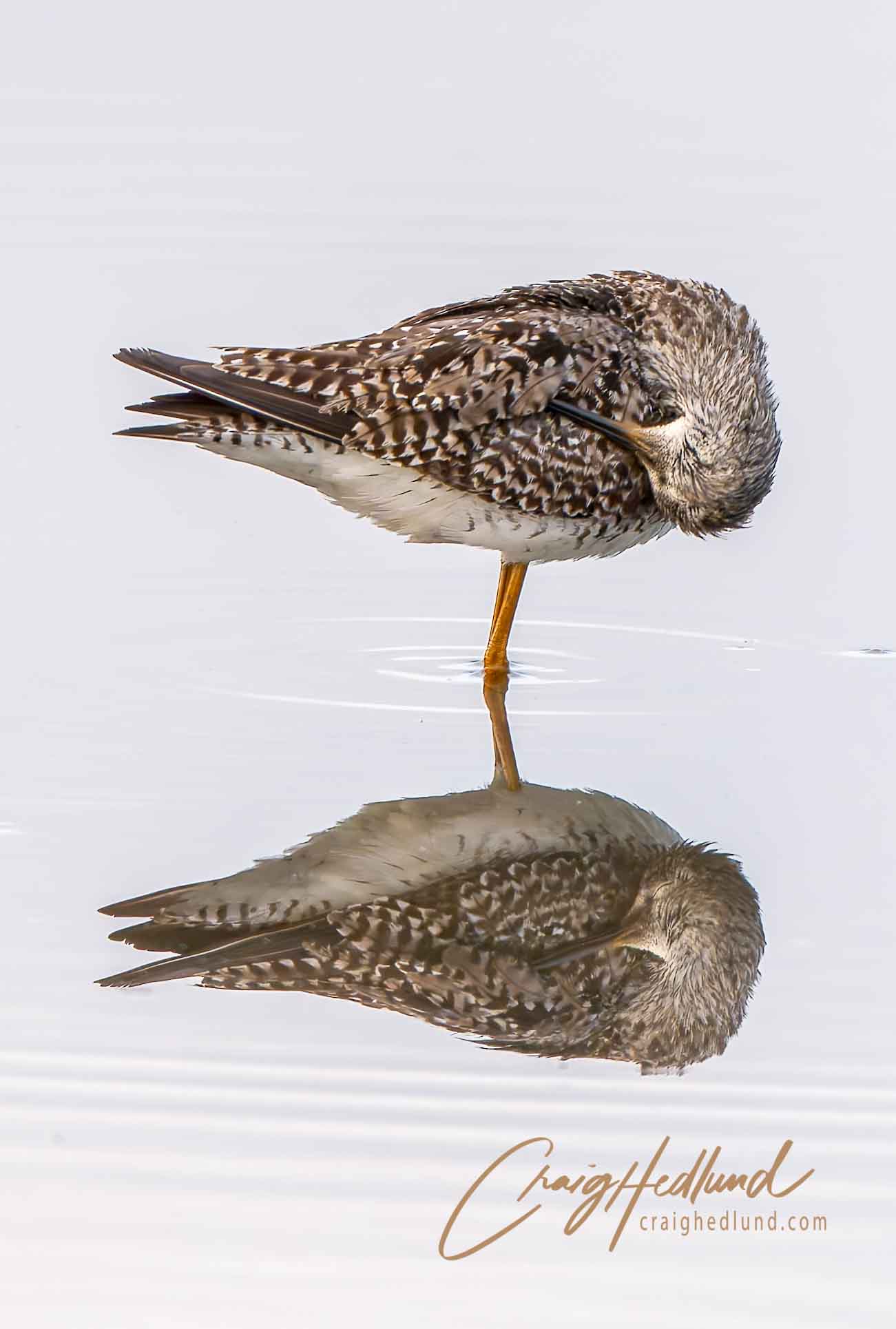 Shore Birds – Wildlife Photography with an emphasis on Birds